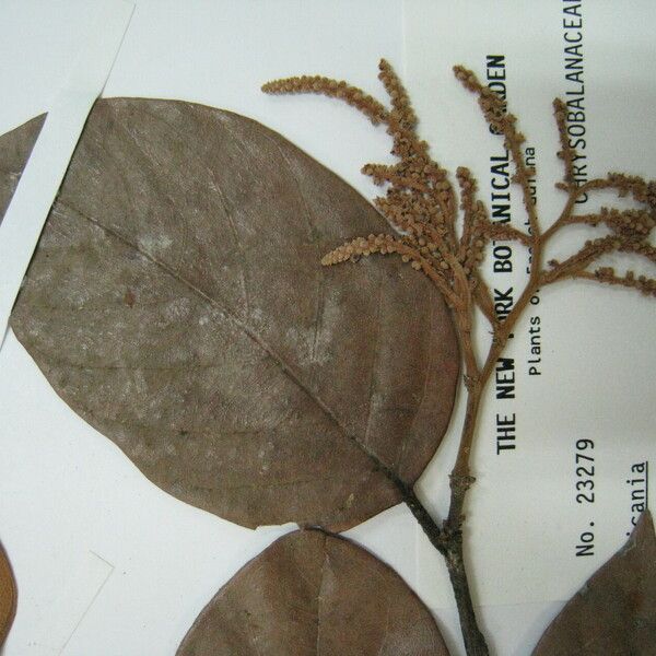 Licania Discolor Plant Care & How to Grow, Water