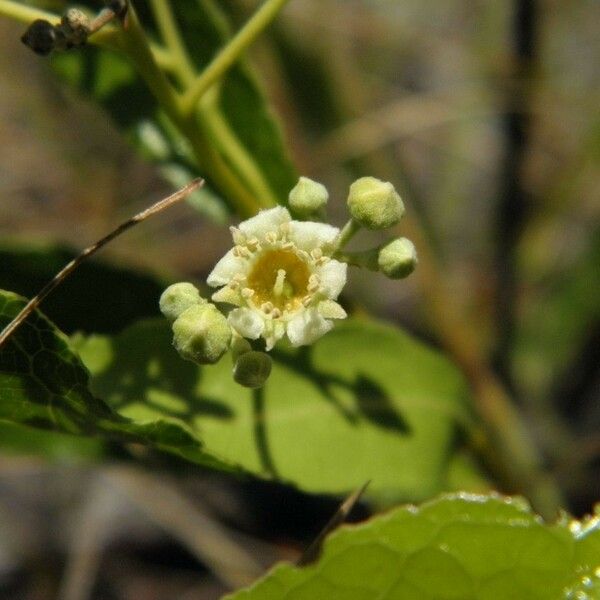 Gopher Apple (Licania Michauxii) Care Guide: Water, Soil & Propagation ...