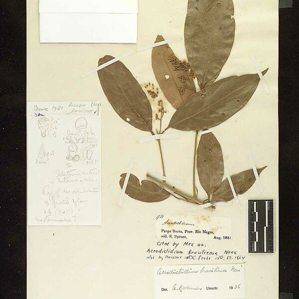 Licaria Brasiliensis Plant Care & How to Grow, Water