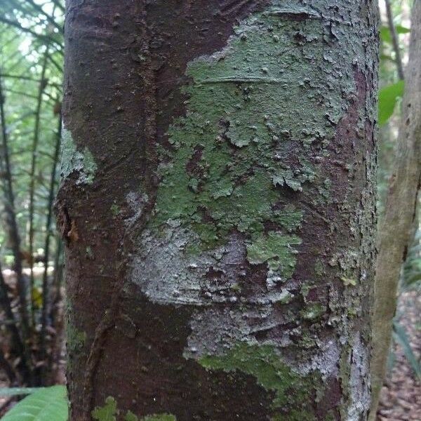 Licaria Guianensis Care Guide: Water, Soil & Propagation - Plantiary