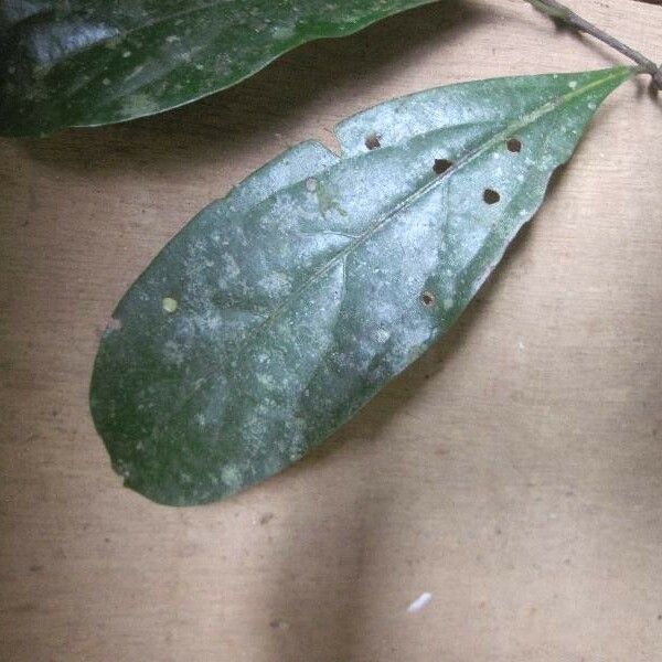 Licaria Martiniana Care Guide: Water, Soil & Propagation - Plantiary