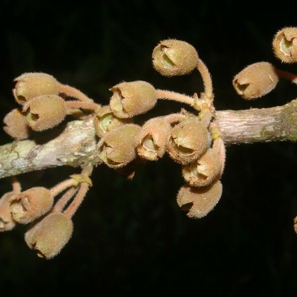 Licaria Misantlae Care Guide: Water, Soil & Propagation - Plantiary