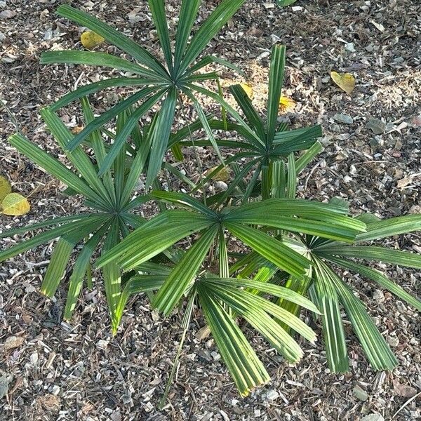 Licuala Fordiana Plant Care & How to Grow, Water