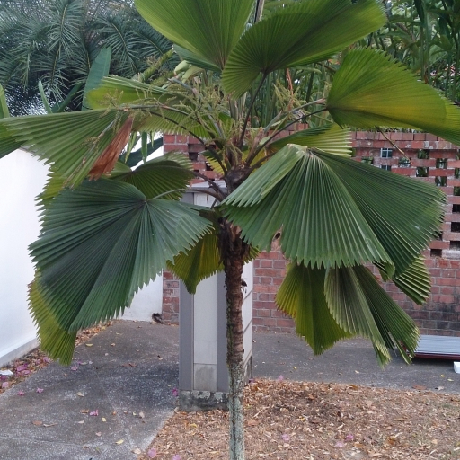 Licuala Peltata Plant Care & How to Grow, Water