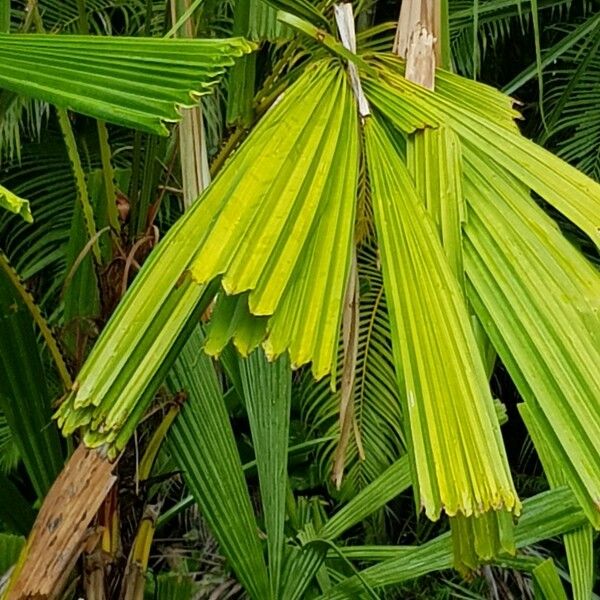 Licuala Rumphii Plant Care & How to Grow, Water