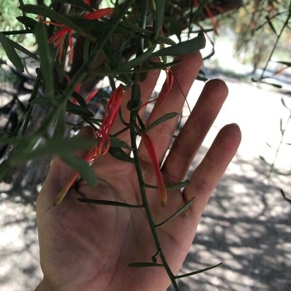 Argentine Mistletoe (Ligaria Cuneifolia) Plant Care & How to Grow, Water