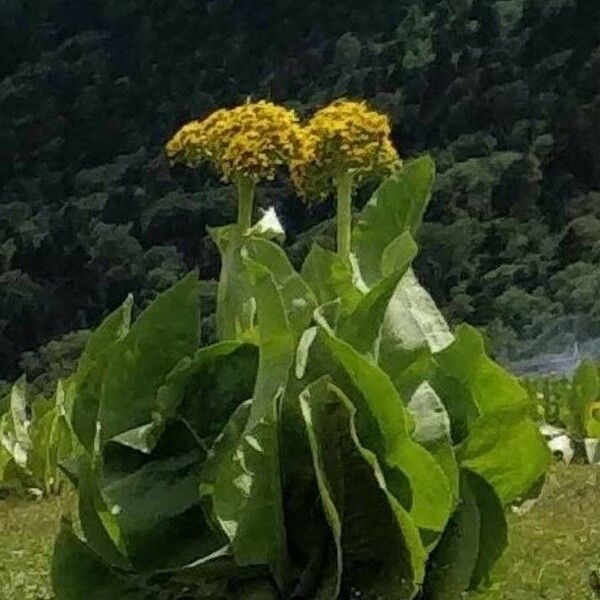 Ligularia Cymbulifera Care Guide: Water, Soil & Propagation - Plantiary