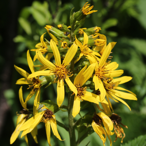 Fischer's Ragwort (Ligularia Fischeri) Plant Care & How to Grow, Water