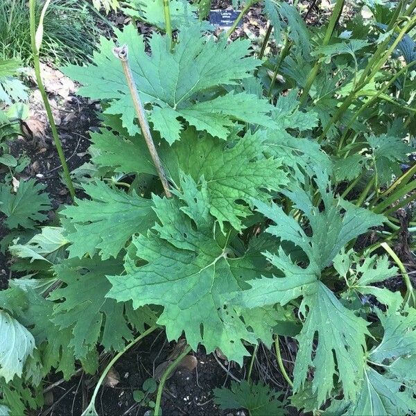 Musan Ragwort (Ligularia Japonica) Care Guide: Water, Soil ...