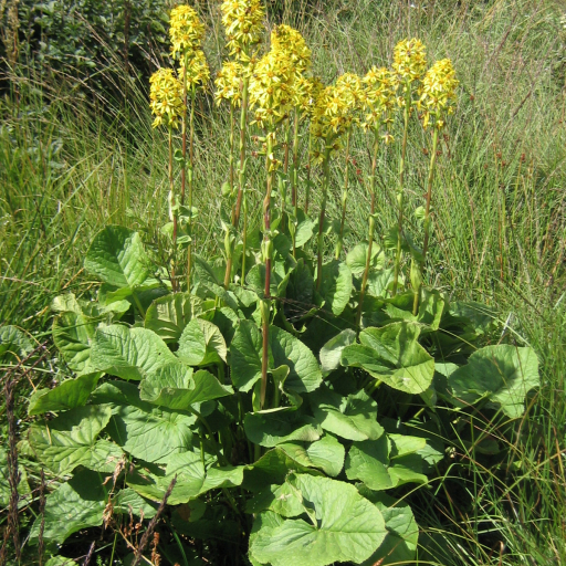 Siberian Ligularia (Ligularia Sibirica) Plant Care & How to Grow, Water