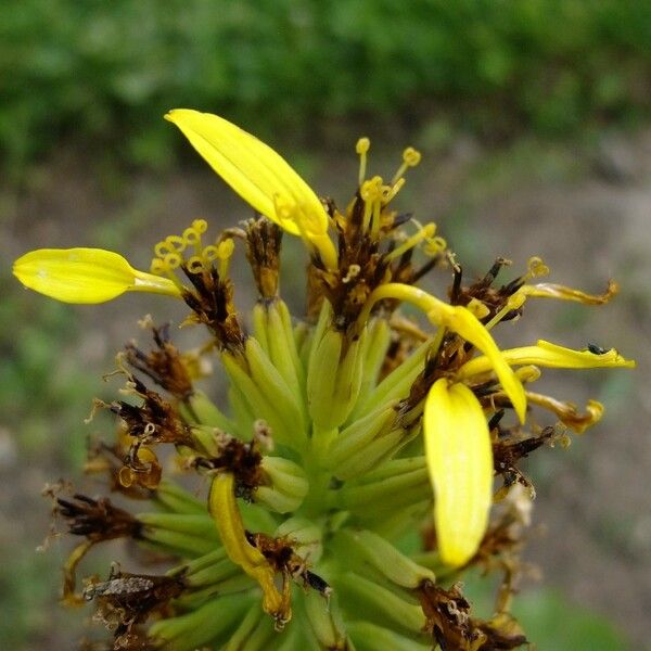 Ligularia Taquetii Care Guide: Water, Soil & Propagation - Plantiary