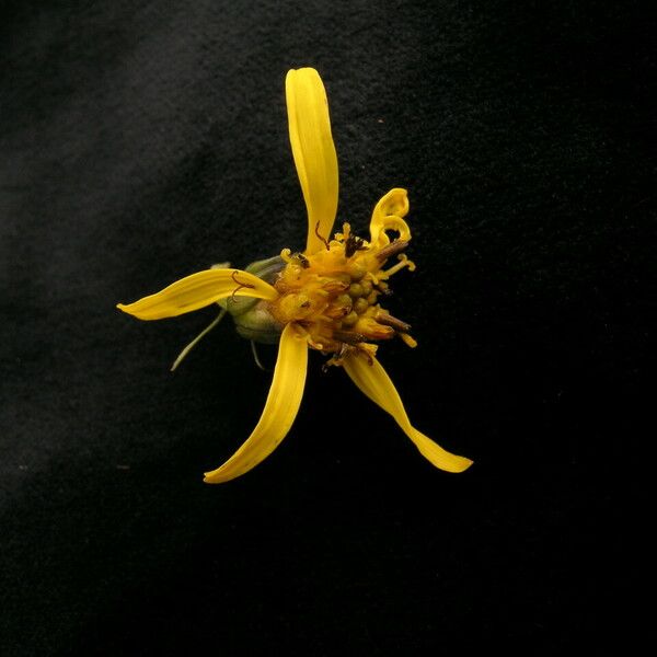Ligularia Virgaurea Care Guide: Water, Soil & Propagation - Plantiary