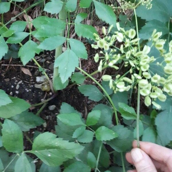 American Lovage (Ligusticum Canadense) Plant Care & How to Grow, Water