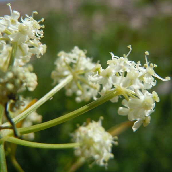 Fernleaf Licorice-Root (Ligusticum Filicinum) Plant Care & How to Grow ...