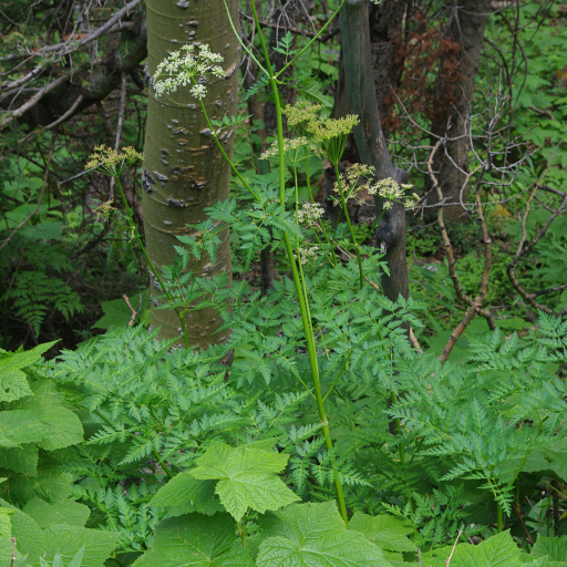Porter's Licorice-Root (Ligusticum Porteri) Plant Care & How to Grow, Water