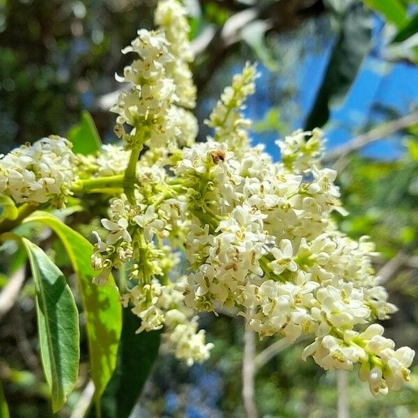 Ligustrum Compactum Plant Care & How to Grow, Water