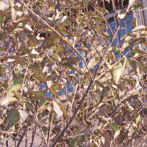Broad-Leaf-Privet (Ligustrum Lucidum) Plant Care & How to Grow, Water