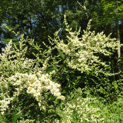Waxyleaf Privet (Ligustrum Quihoui) Plant Care & How to Grow, Water