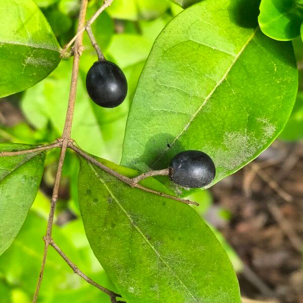 Golden Privet (Ligustrum × Vicaryi) Care Guide: Water, Soil ...
