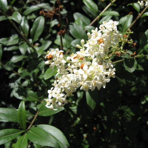 Privets (Ligustrum) Plant Care & How to Grow, Water