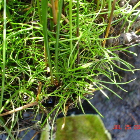 Western Grasswort (Lilaeopsis Masonii) Plant Care & How to Grow, Water