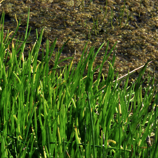 Western Grasswort (Lilaeopsis Occidentalis) Plant Care & How to Grow, Water