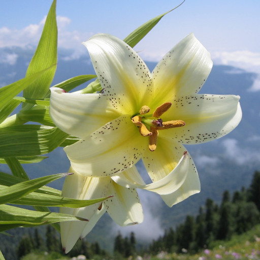 Golden-Ray Lily (Lilium Auratum) Plant Care & How to Grow, Water