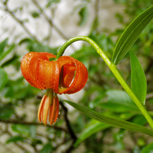 Carnic Lily (Lilium Carniolicum) Plant Care & How to Grow, Water