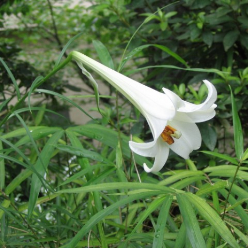 Formosa Lily (Lilium Formosanum) Plant Care & How to Grow, Water