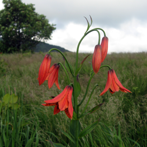 Bell Lily (Lilium Grayi) Plant Care & How to Grow, Water