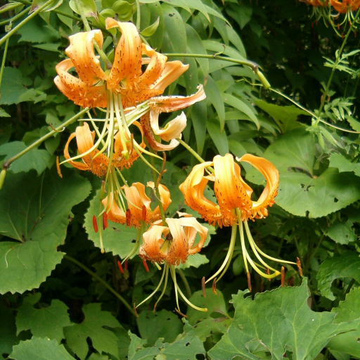 Henry's Lily (Lilium Henryi) Plant Care & How to Grow, Water