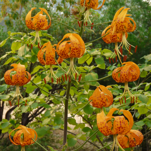 Humboldt Lily (Lilium Humboldtii) Plant Care & How to Grow, Water