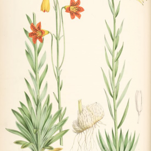 Lemon Lily (Lilium Parryi) Plant Care & How to Grow, Water