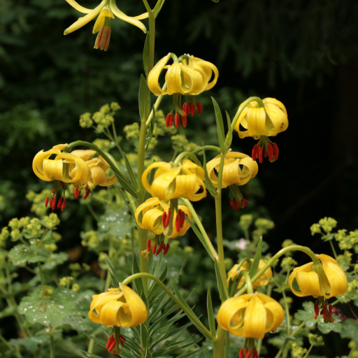 Pyrenean Lily (Lilium Pyrenaicum) Plant Care & How to Grow, Water