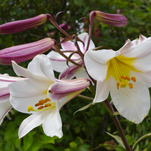 Lilies 'Regale' (Lilium Regale) Plant Care & How to Grow, Water