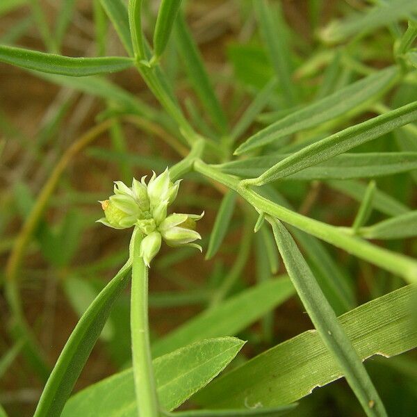 Limeum Diffusum Plant Care & How to Grow, Water