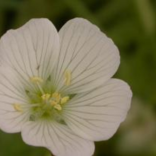 White Meadowfoam (Limnanthes Alba) Plant Care & How to Grow, Water