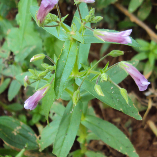 Finger Grass (Limnophila Aromatica) Plant Care & How to Grow, Water