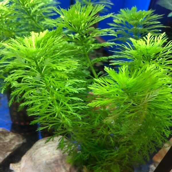 Diverse-Leaved Marshweed (Limnophila Heterophylla) Plant Care & How to ...