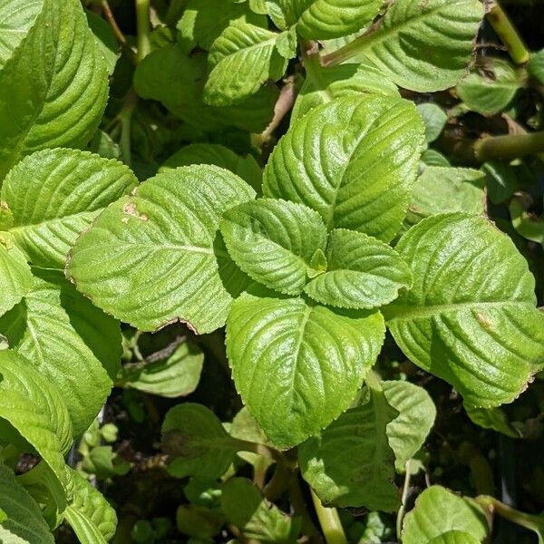 Greater Yam (Dioscorea Alata) Plant Care & How to Grow, Water