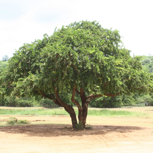 Wood-Apple (Limonia Acidissima) Plant Care & How to Grow, Water