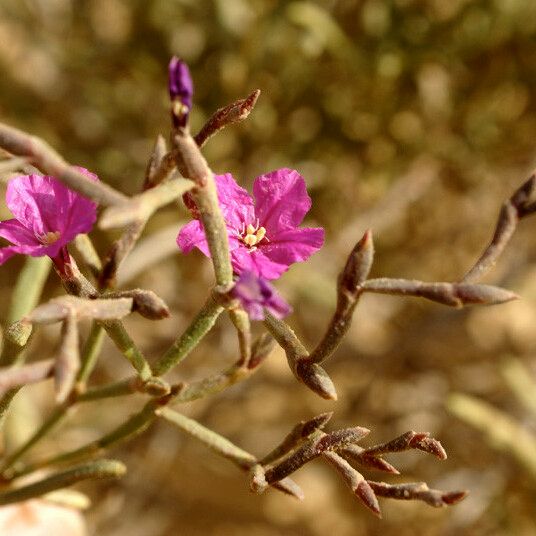 Limoniastrum Guyonianum Plant Care & How to Grow, Water