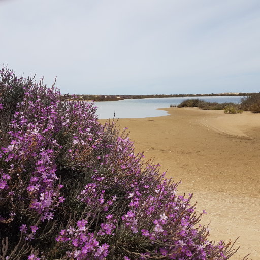 Limoniastrum (Limoniastrum Monopetalum) Plant Care & How to Grow, Water