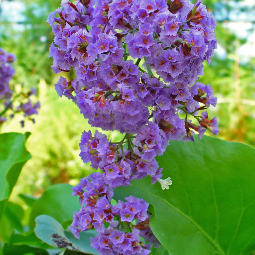 Tree Limonium (Limonium Arborescens) Care Guide: Water, Soil ...