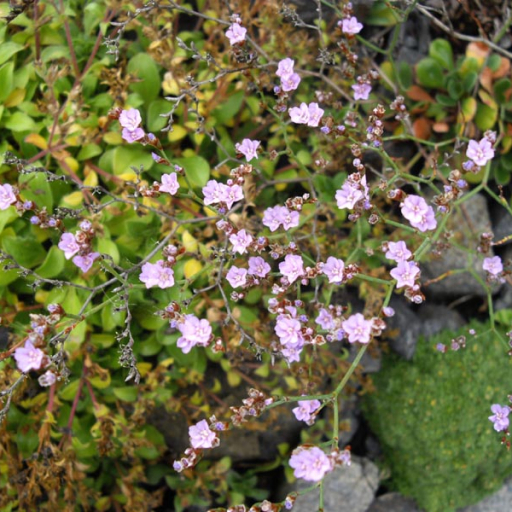 Matted Sea-Lavender (Limonium Bellidifolium) Plant Care & How to Grow ...