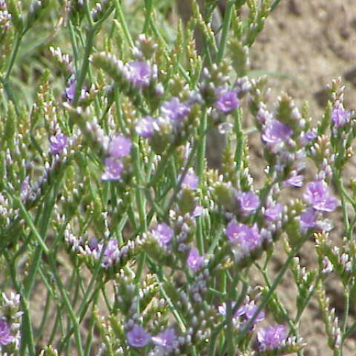 Rock Sea Lavender (Limonium Binervosum) Plant Care & How to Grow, Water