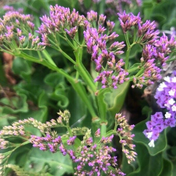 Sea Lavender (Limonium Bourgeaui) Plant Care & How to Grow, Water