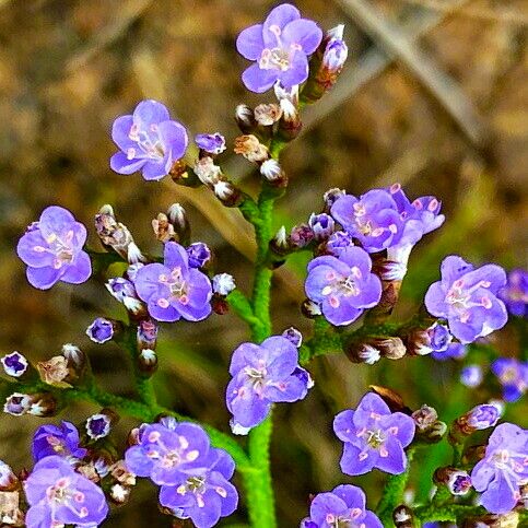 Limonium Brasiliense Plant Care & How to Grow, Water