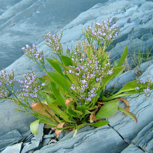 Carolina Sea-Lavender (Limonium Carolinianum) Plant Care & How to Grow ...