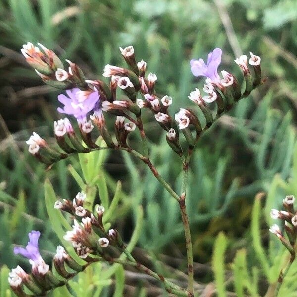 Giant Statice (Limonium Dufourii) Care Guide: Water, Soil & Propagation ...
